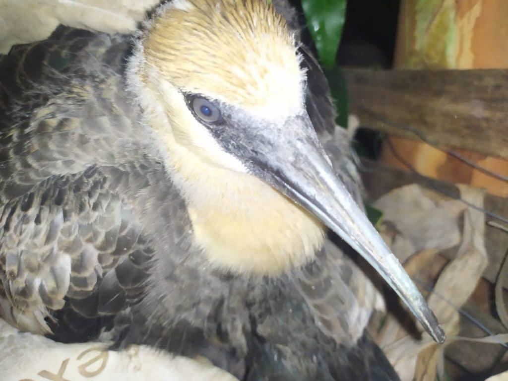 Bombeiros resgatam filhotes de curicaca que caíram do ninho após forte ...