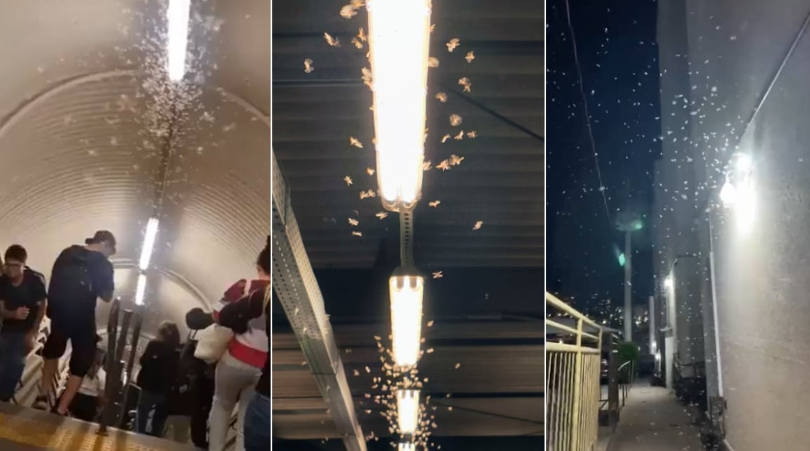 Bicho de luz: BH é ‘invadida’ por insetos voadores; entenda – Lafaiete ...